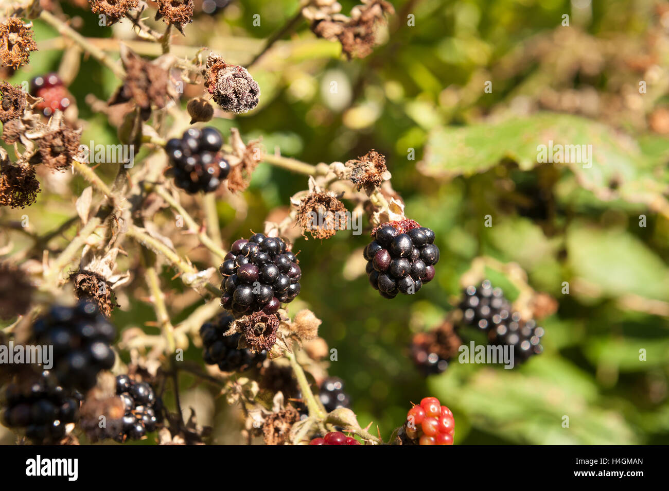 In bramble thicket hi-res stock photography and images - Alamy