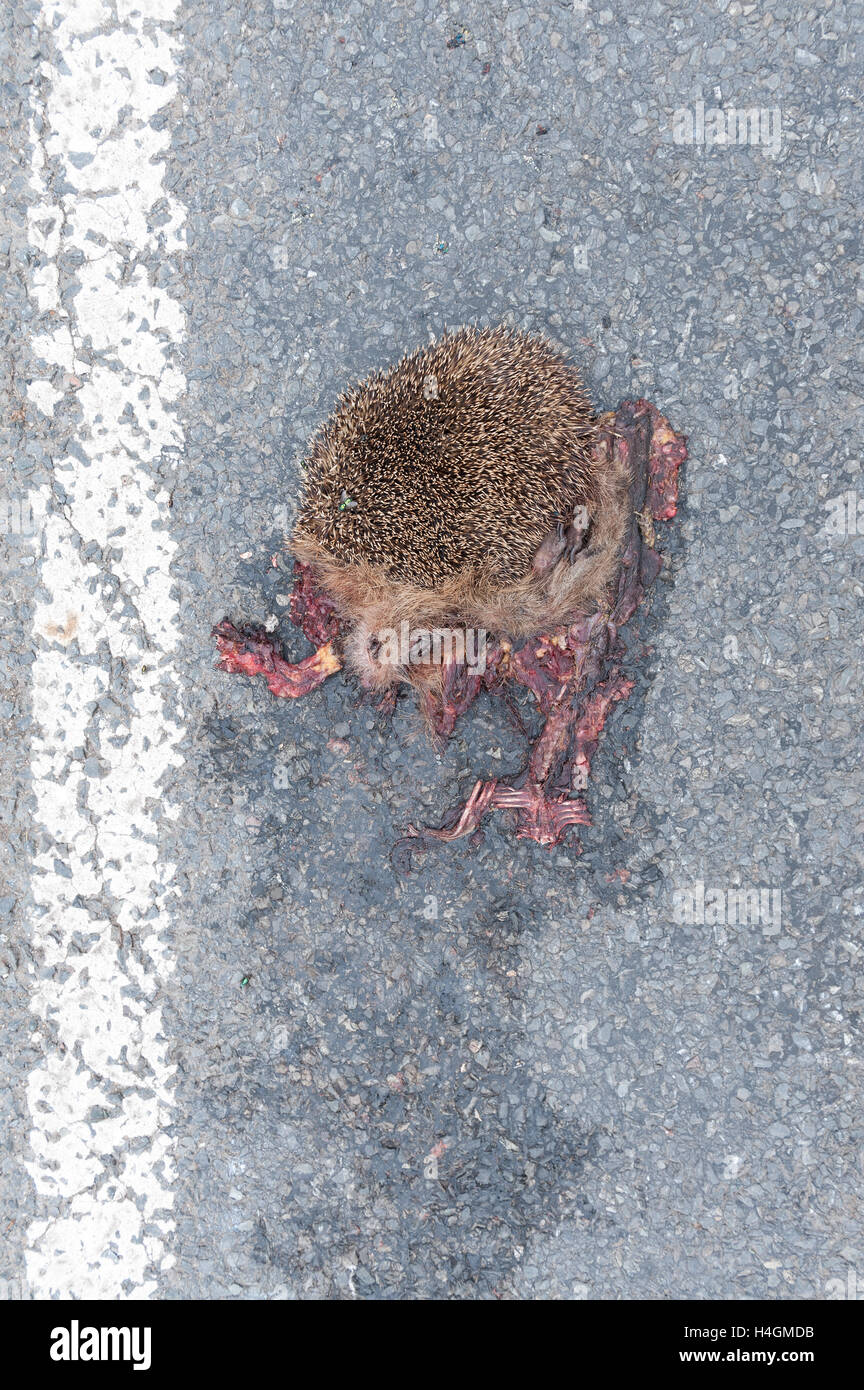 Hedgehog on road hi-res stock photography and images - Alamy