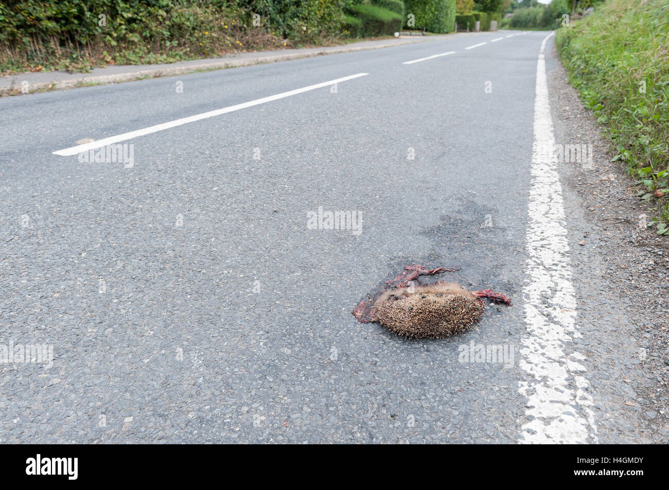 shame, lack of care on country lane and hedgehog is run over squashed ...
