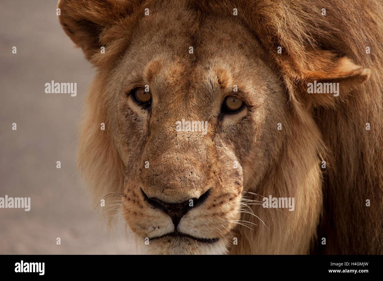 Lonely lion hi-res stock photography and images - Alamy