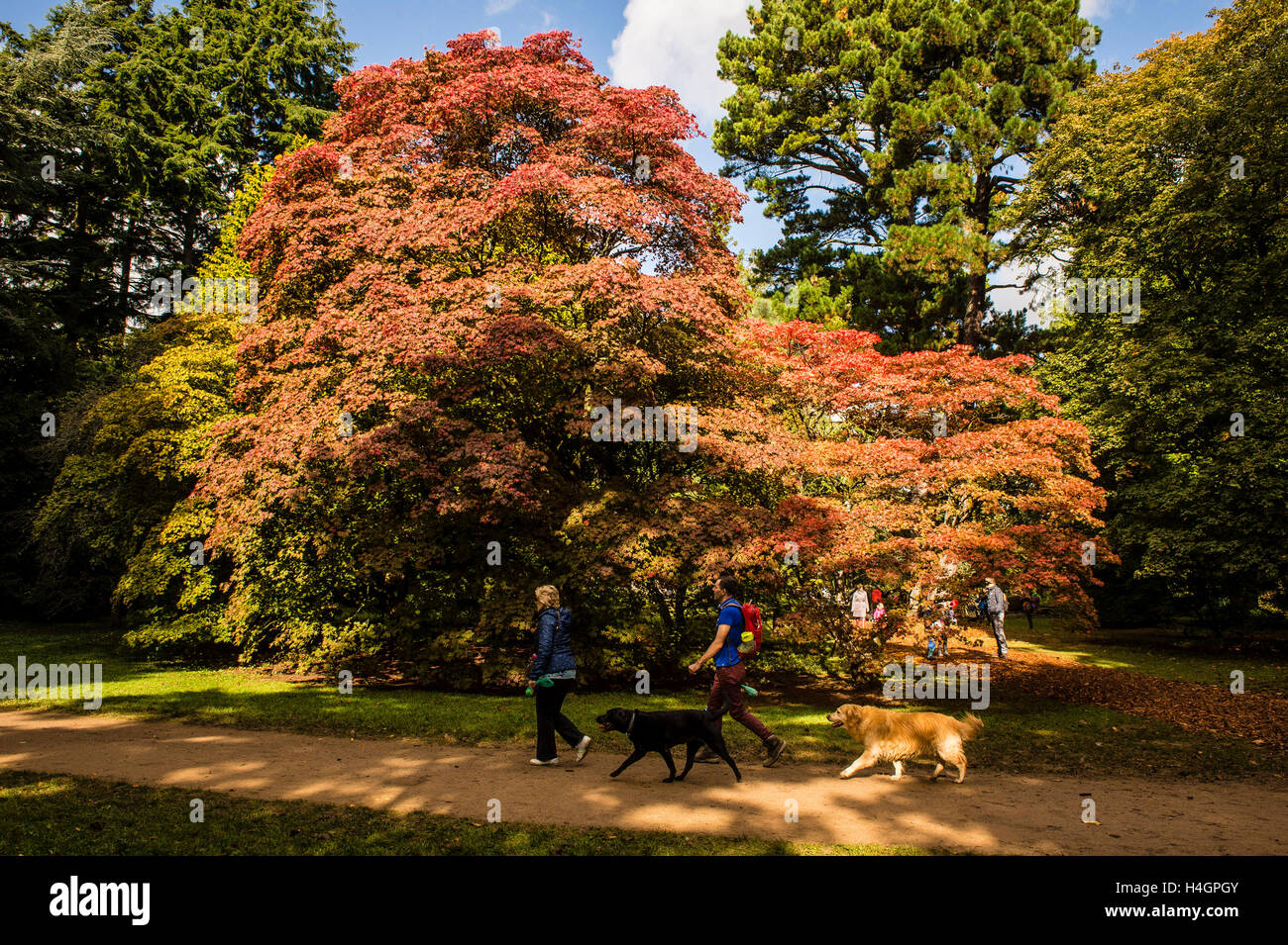 People walk through westonbirt arboretum hi-res stock photography and images - Alamy