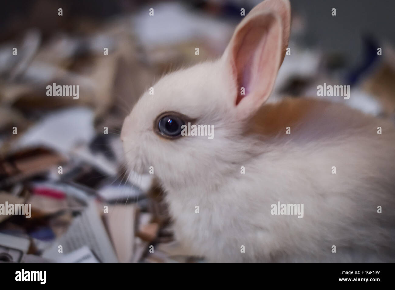 white baby rabbit close up Stock Photo - Alamy