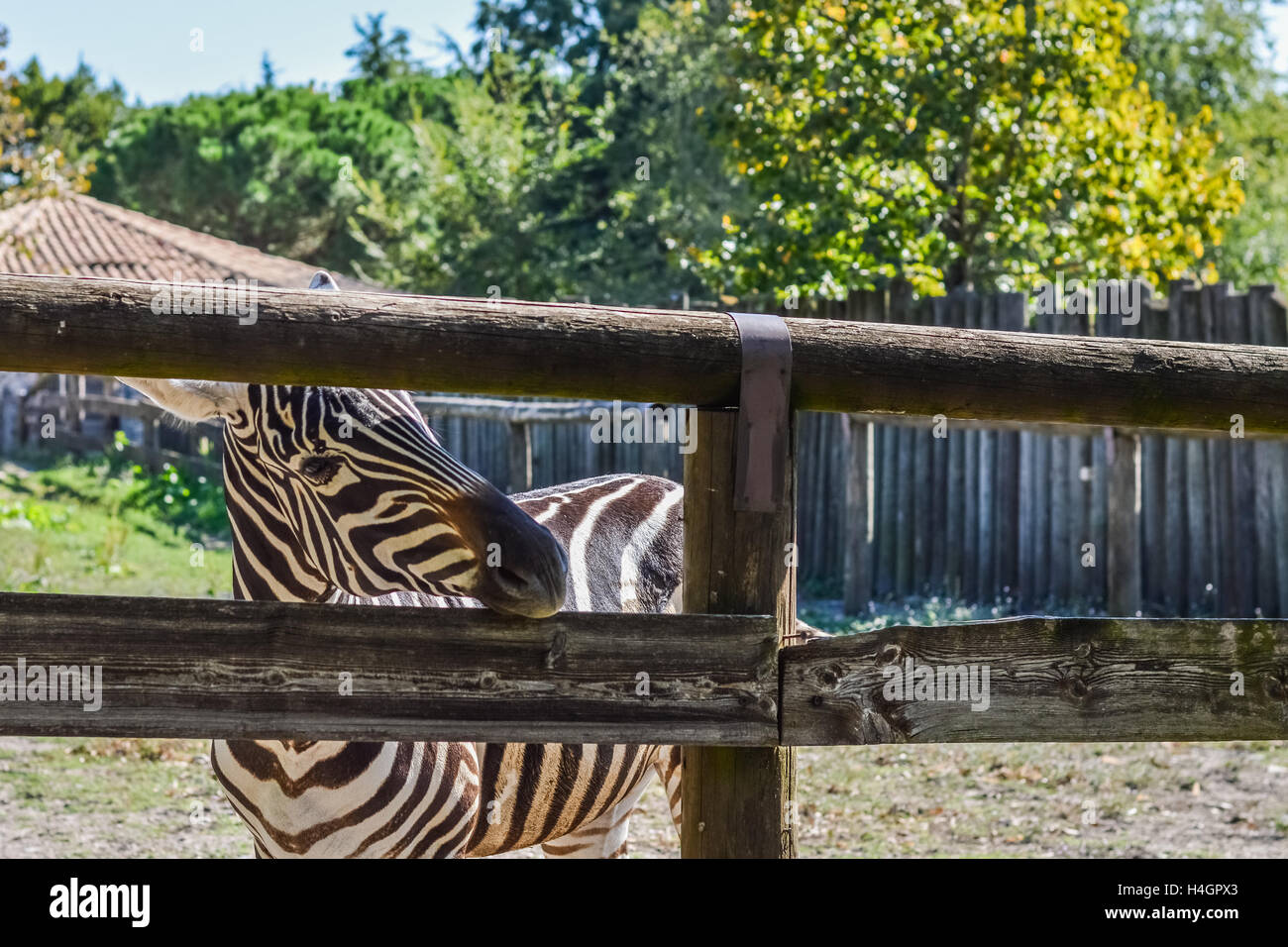 zebra at the fence - Burchell's zebra - Equus quagga Stock Photo - Alamy