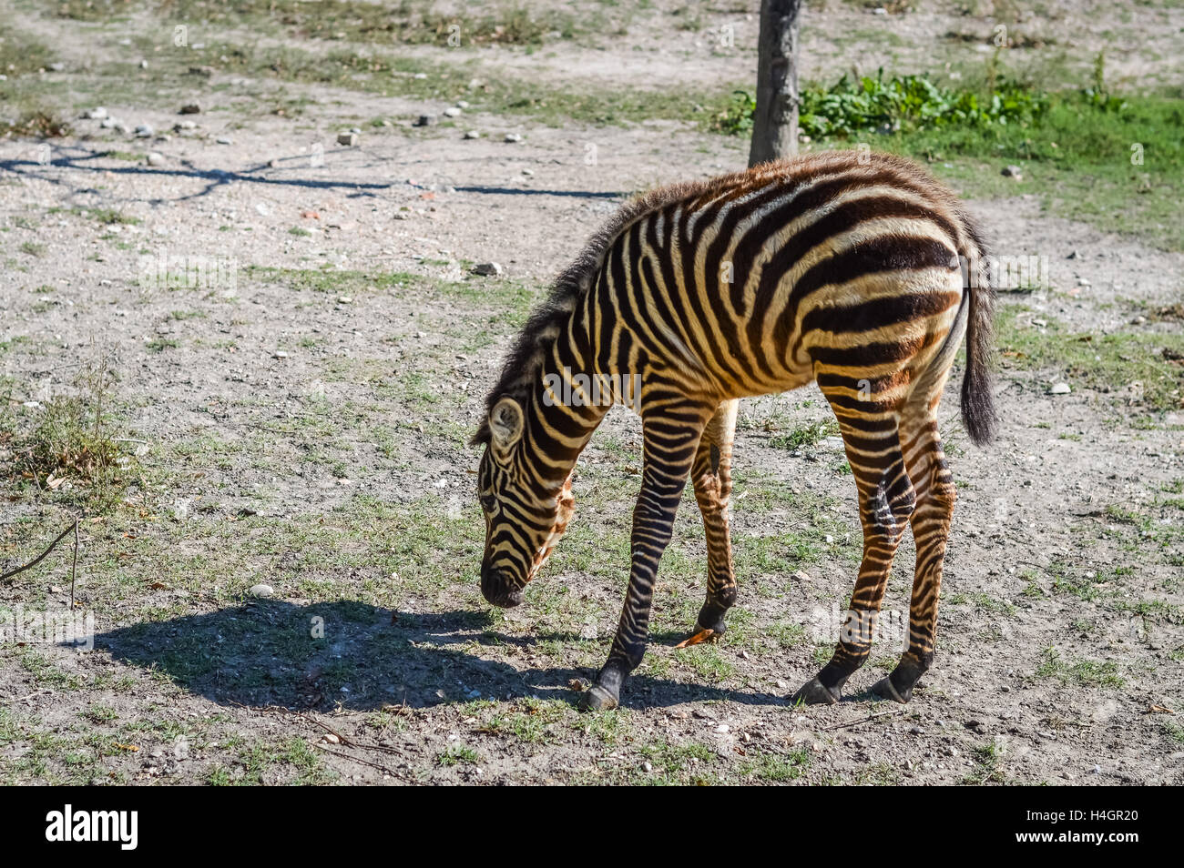 baby zebra - plains zebra (Equus quagga), also known as the common ...
