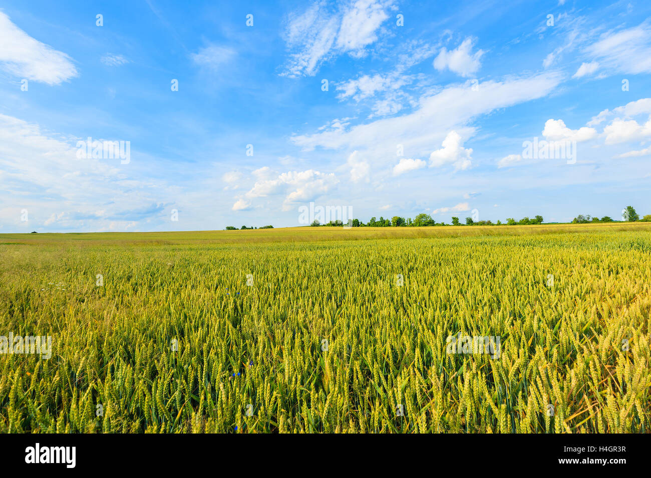 Beautiful landscape field of wheat hi-res stock photography and images ...