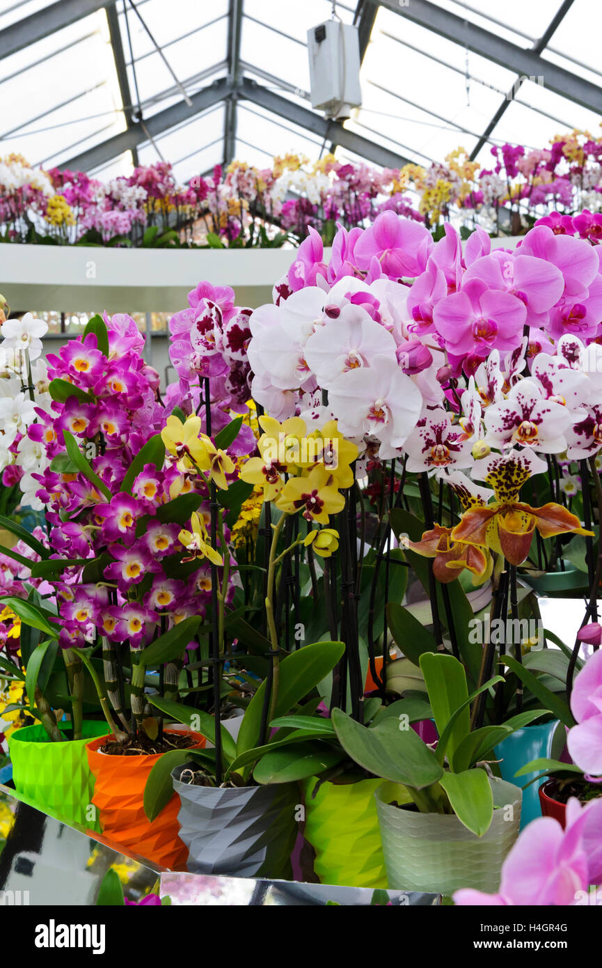 Fresh orchids plants on display in a glasshouse at Keukenhof garden in ...