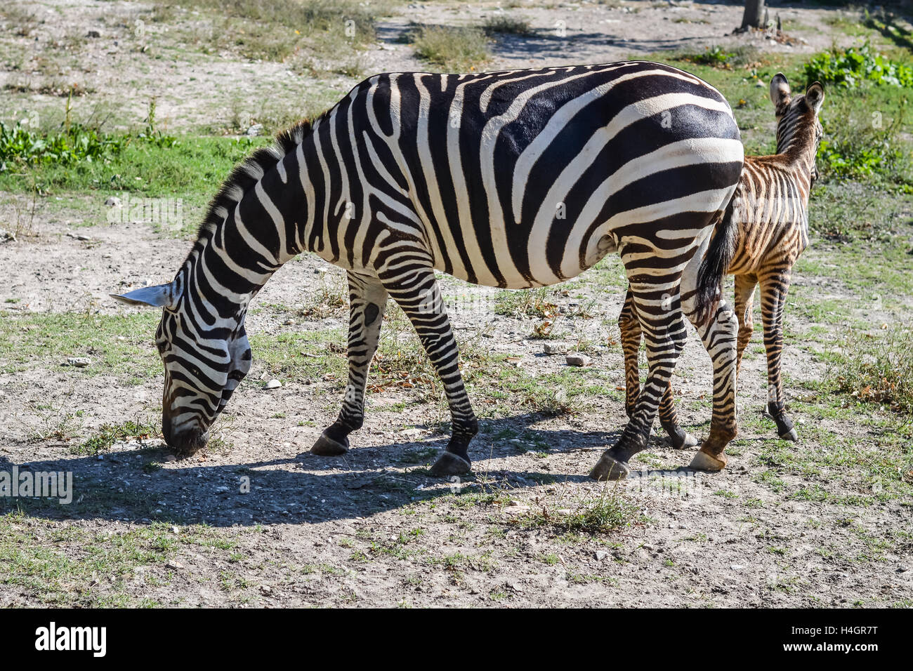 zebra and baby zebra - plains zebra (Equus quagga), also known as the ... zebra and baby zebra - plains zebra (Equus quagga), also known as the ...
