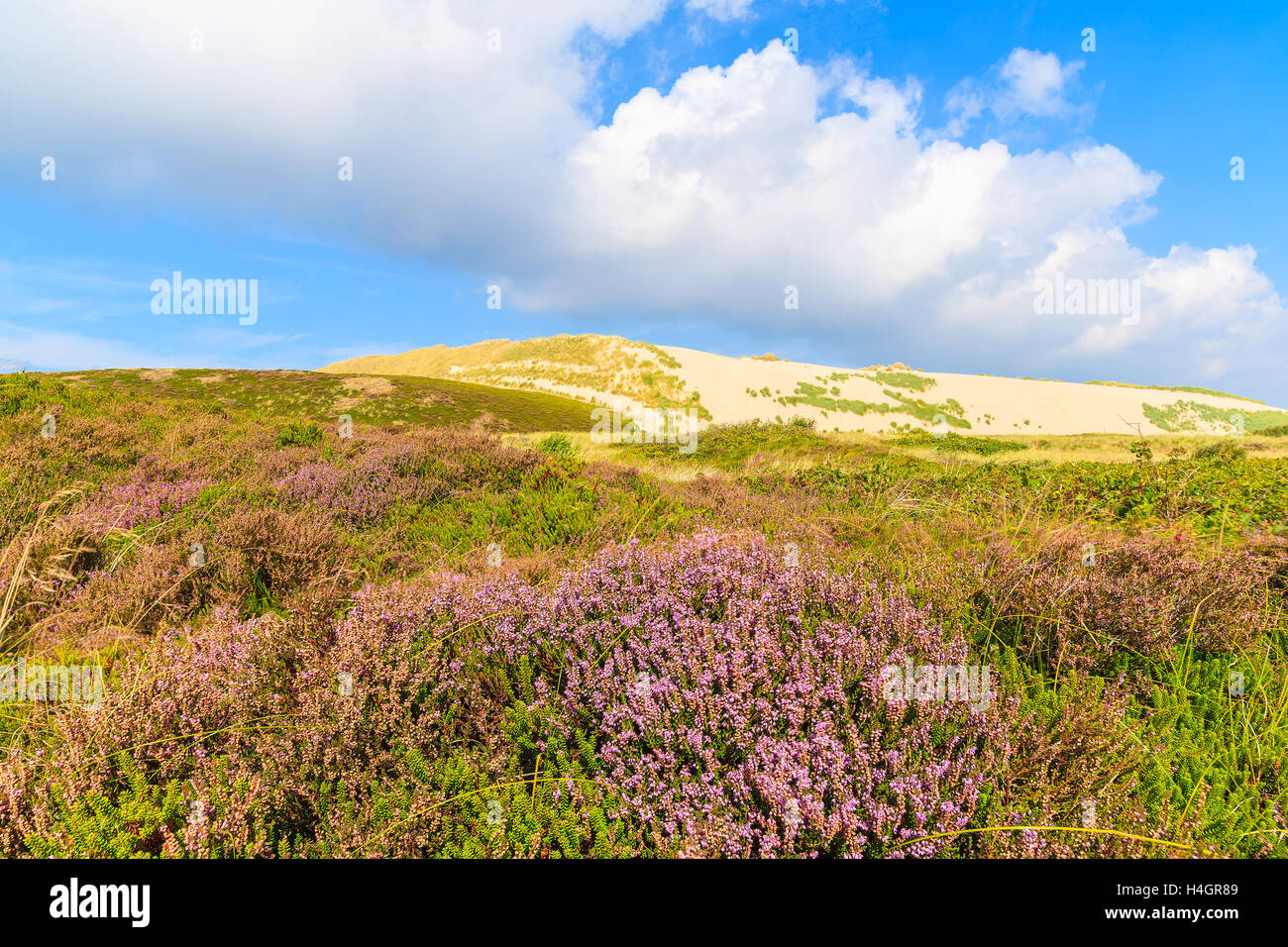 Heather sand hi-res stock photography and images - Alamy
