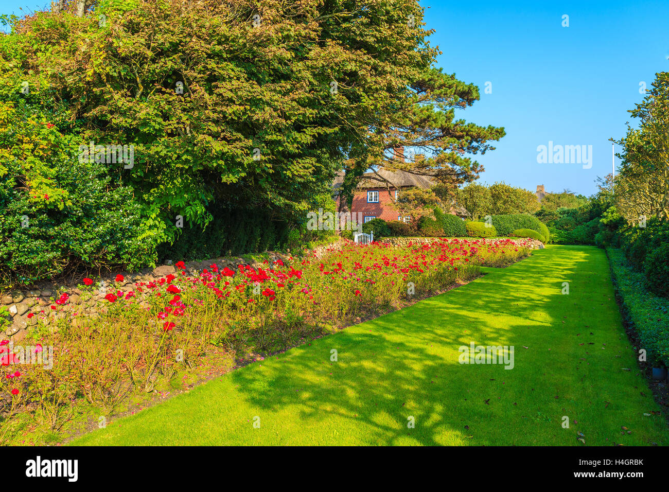 White rose germany hi-res stock photography and images - Alamy