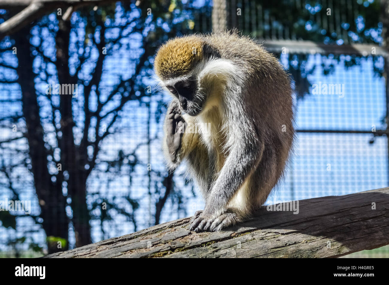 Cute monkey scratching hi-res stock photography and images - Alamy
