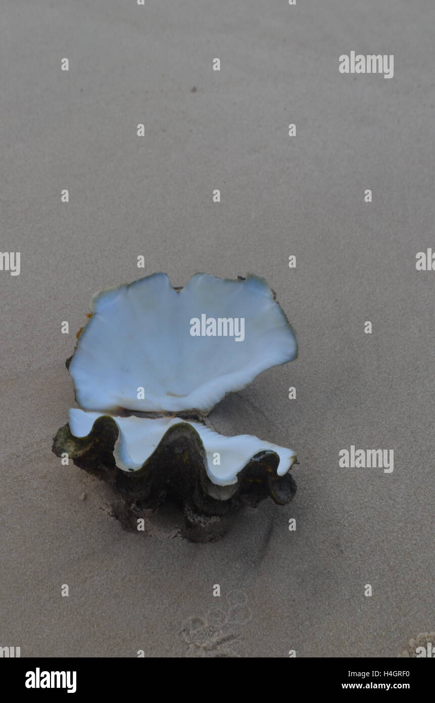Giant Clam shell Stock Photo - Alamy