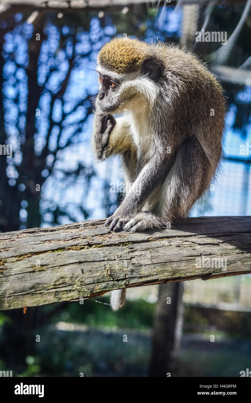 Monkey Scratching High Resolution Stock Photography and Images - Alamy