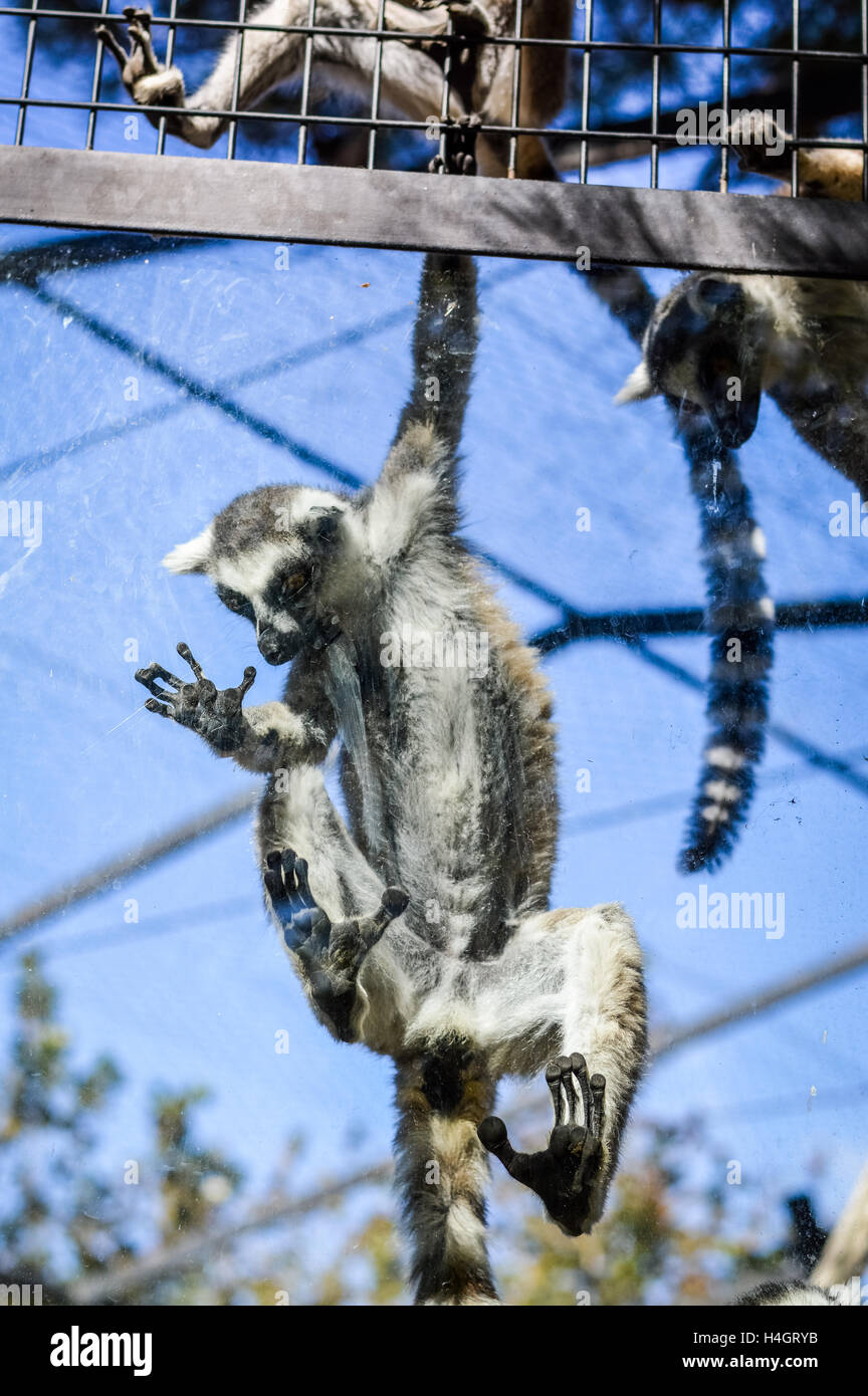 Madagascar Lemur Jumping Stock Photos & Madagascar Lemur Jumping Stock ...
