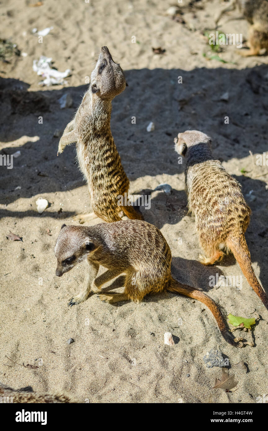 Three Meerkats - Suricata suricatta Stock Photo - Alamy
