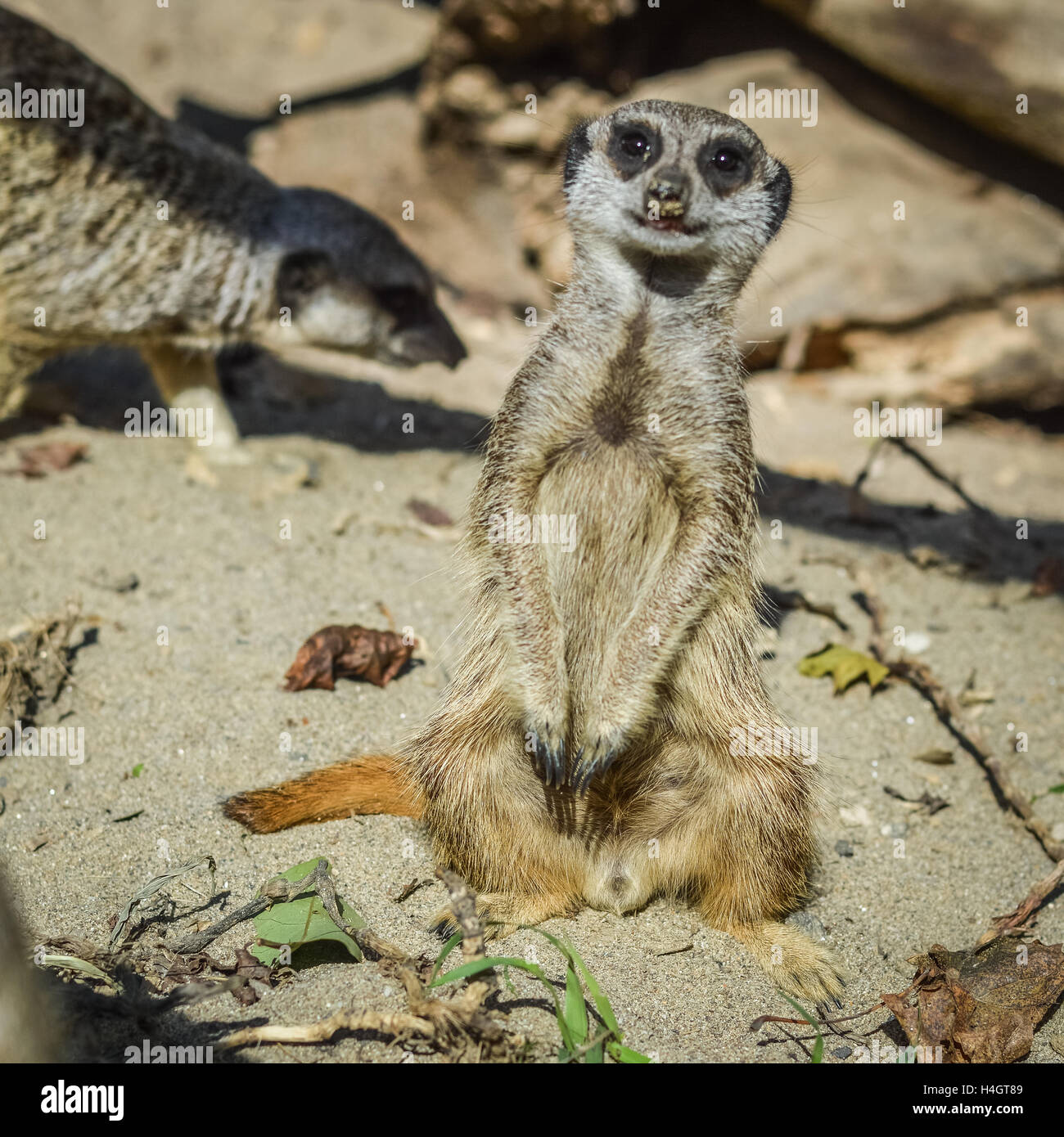 Funny Meerkat Stock Photos & Funny Meerkat Stock Images - Alamy