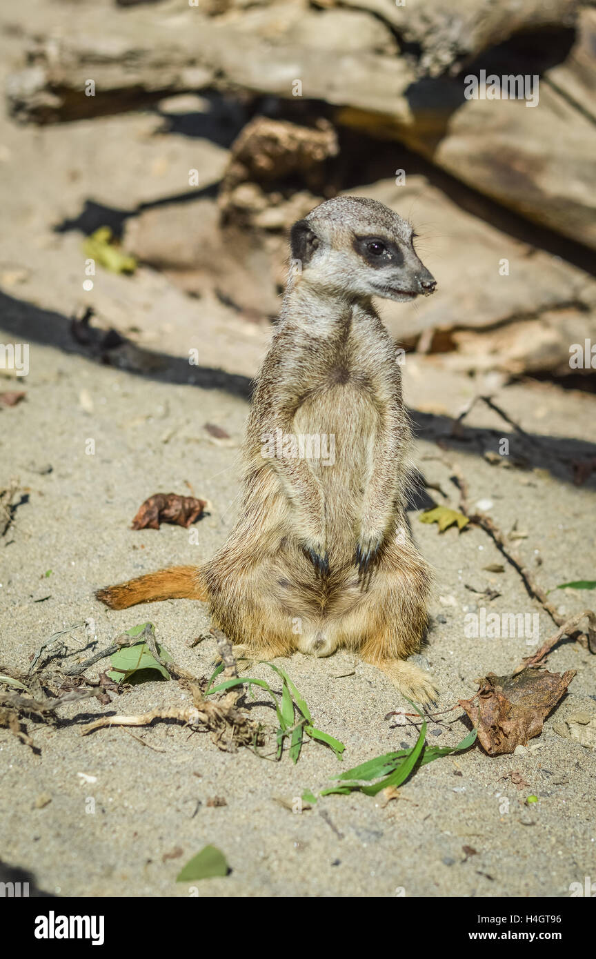 Meerkat staring while standing - Suricata suricatta Stock Photo - Alamy