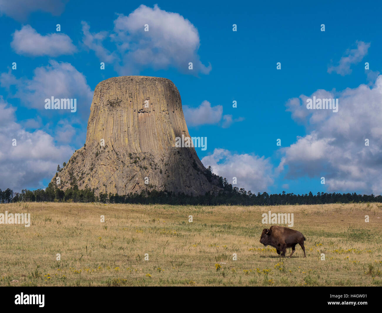 Bison and tower from the highway, Devil's Tower National Monument ...