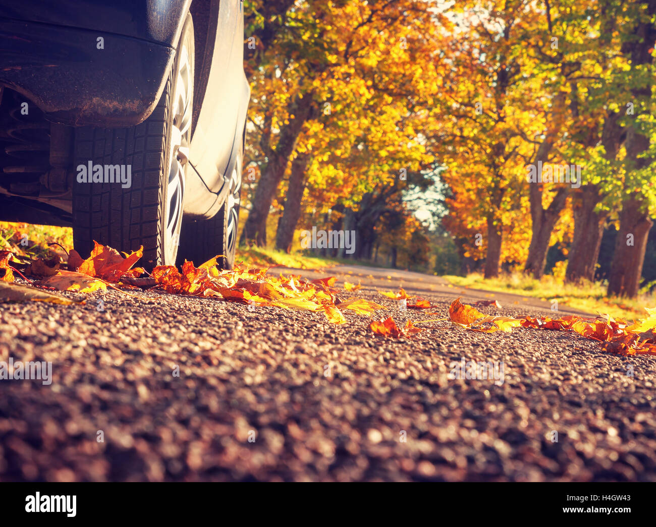 Car on asphalt road in autumn Stock Photo - Alamy