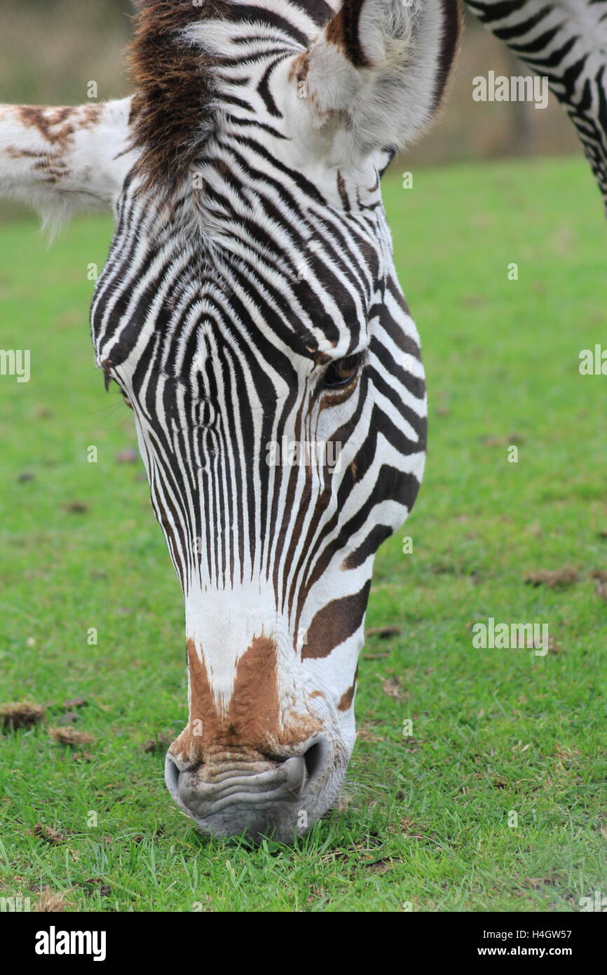 Hungry zebra hi-res stock photography and images - Alamy