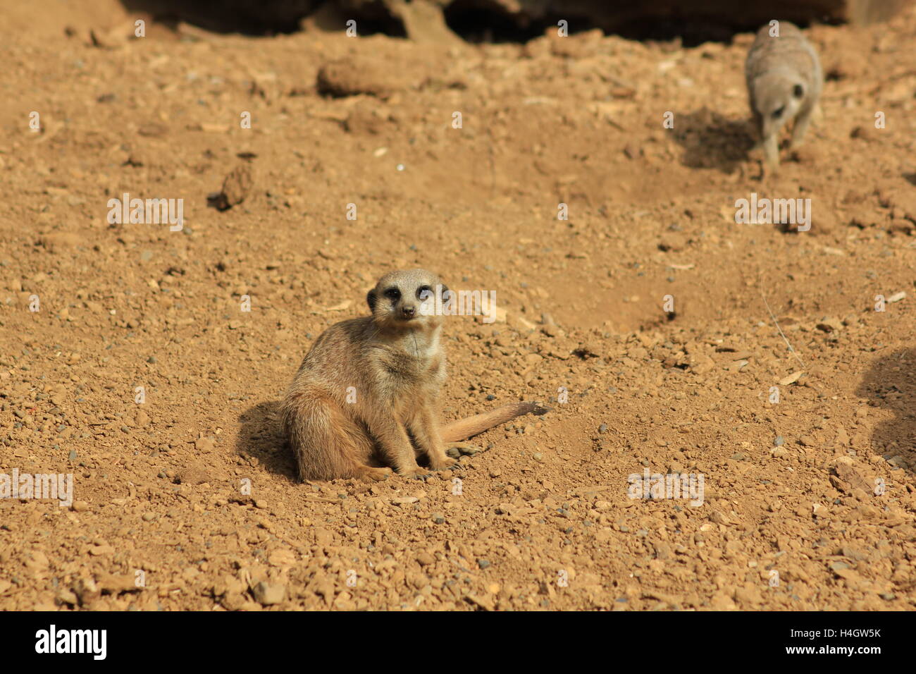 Meerkat sitting in the sand watching Stock Photo - Alamy