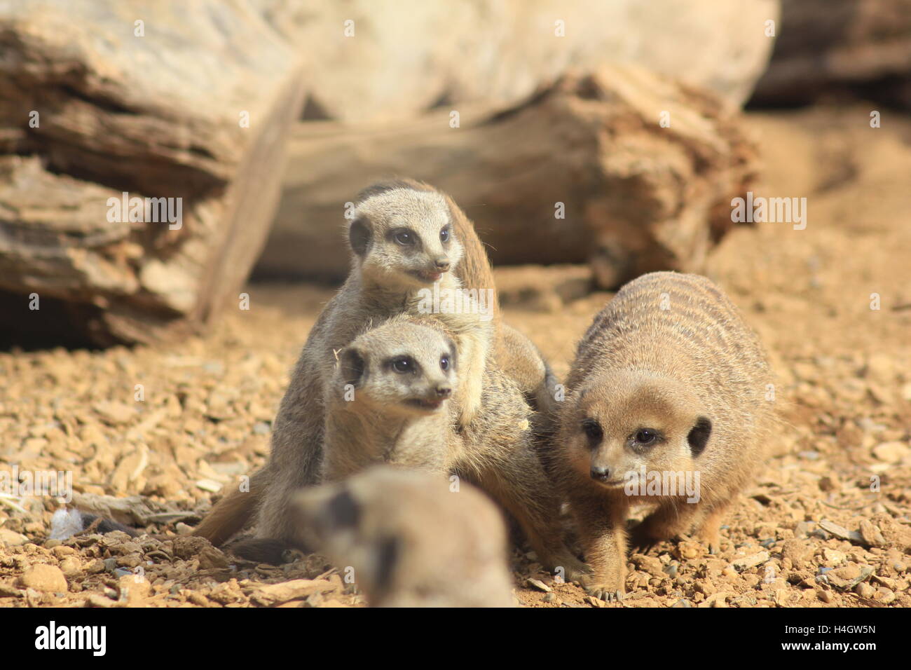 meerkat family playing together Stock Photo - Alamy