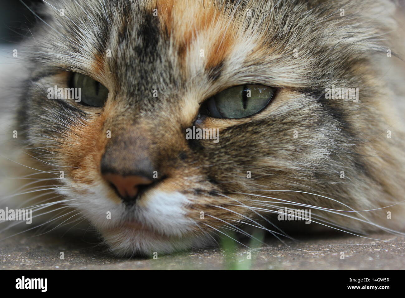 Face cat hi-res stock photography and images - Alamy