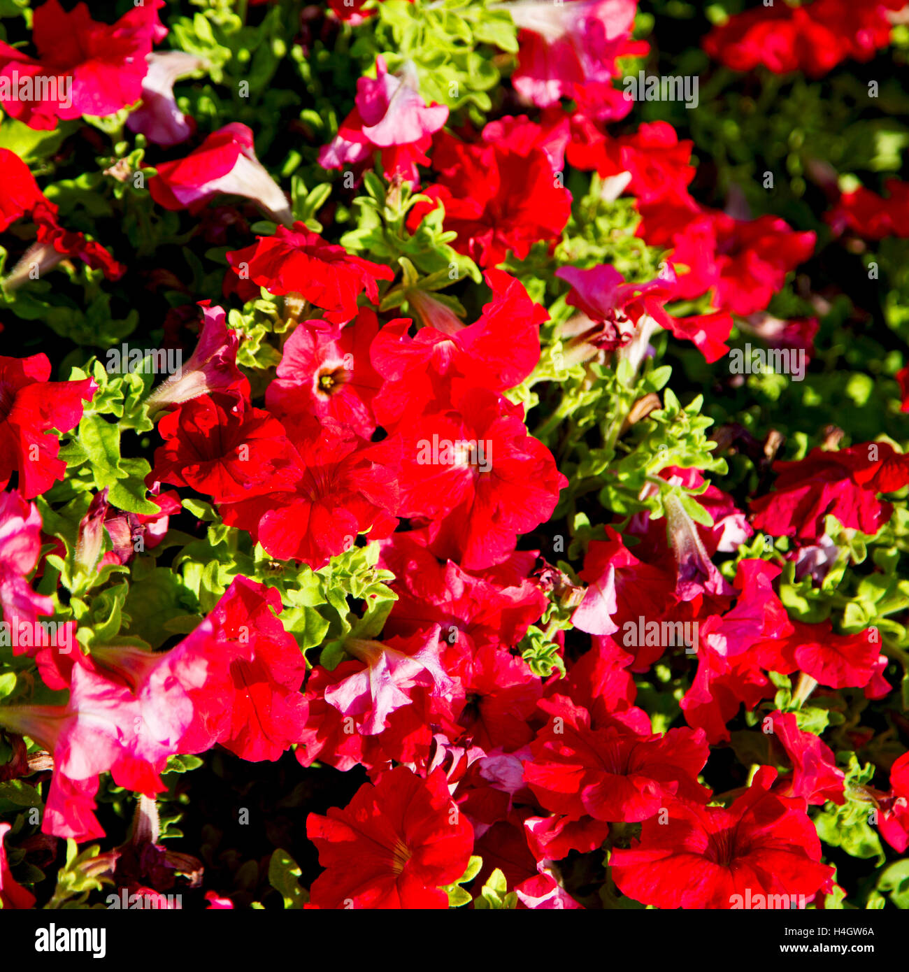 in the spring colors oman flowers and garden Stock Photo - Alamy
