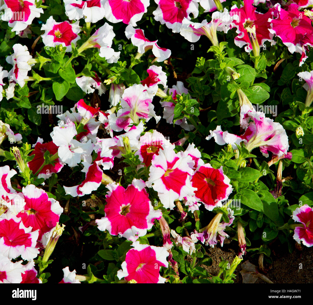 in the spring colors oman flowers and garden Stock Photo - Alamy