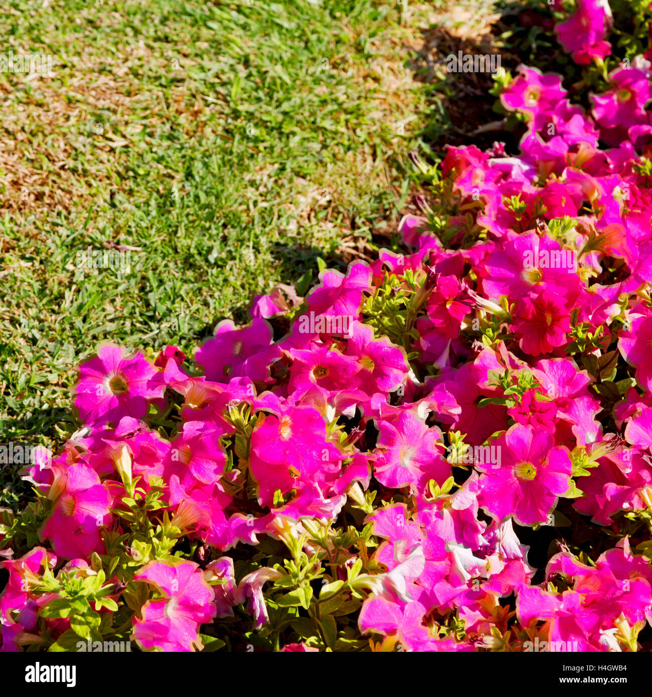 in the spring colors oman flowers and garden Stock Photo - Alamy