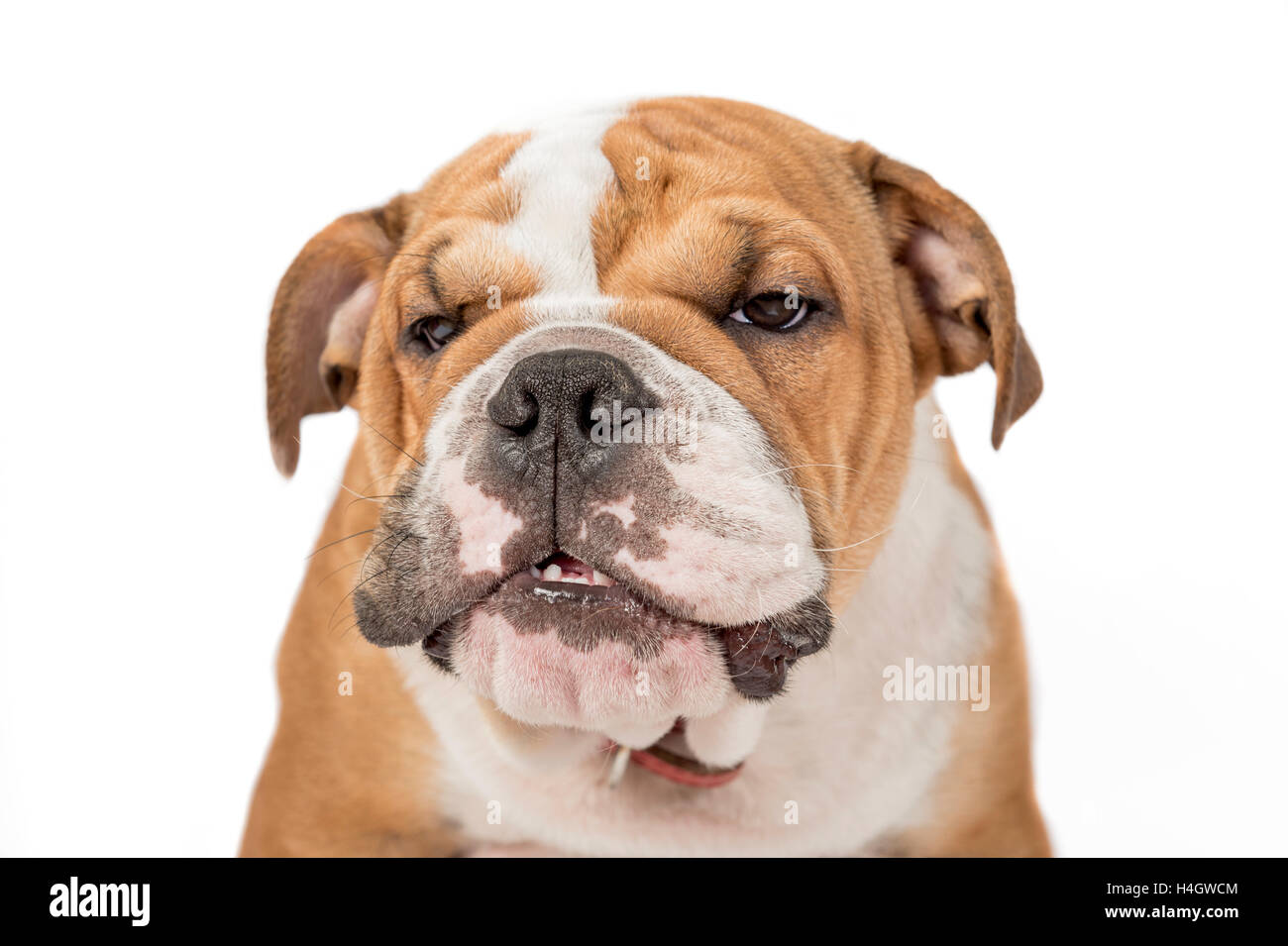 Grumpy English bulldog puppy isolated on white Stock Photo - Alamy