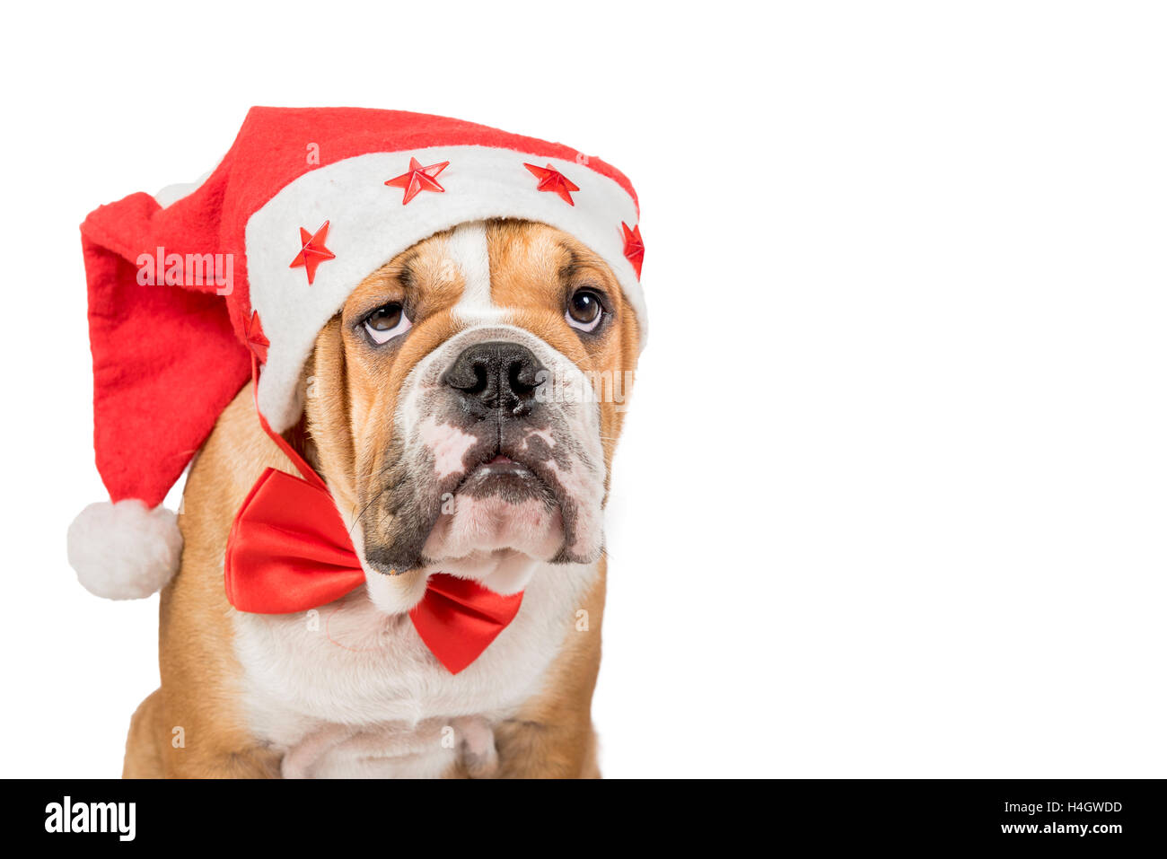 Grumpy English bulldog pup with Christmas hat on the head,isolated on ...