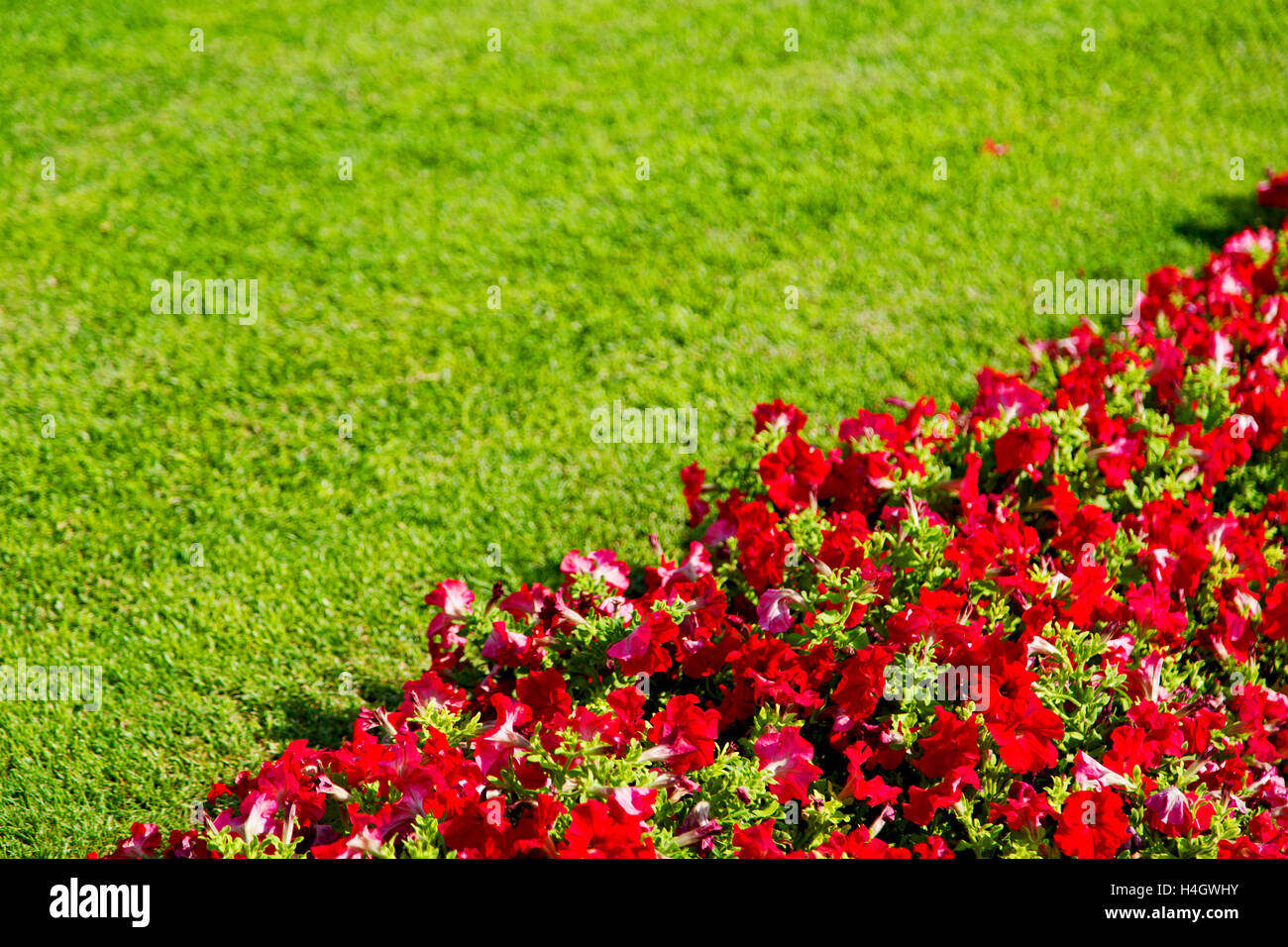 in the spring colors oman flowers and garden Stock Photo - Alamy