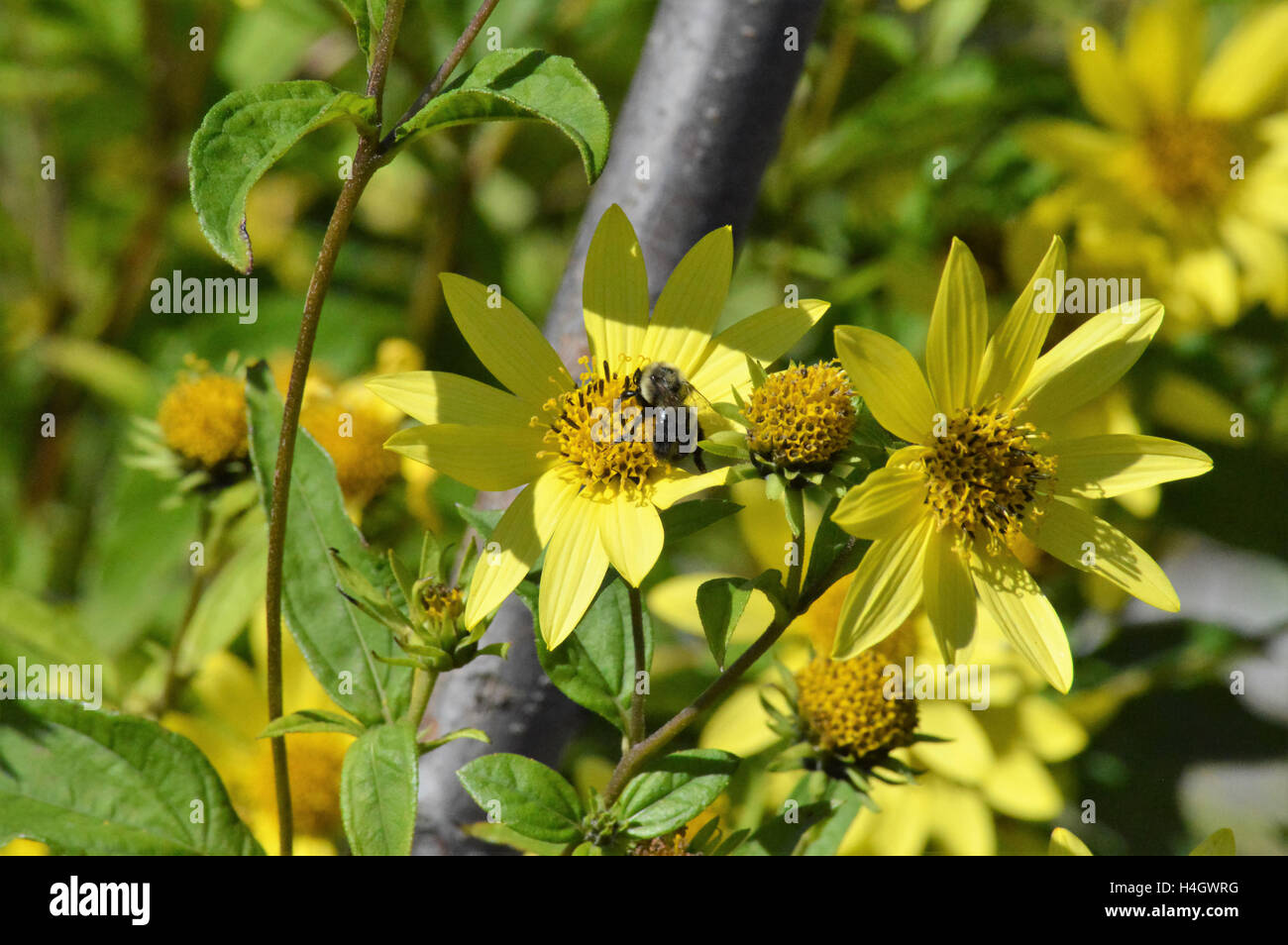 Bee on a Yellow Flower Stock Photo - Alamy