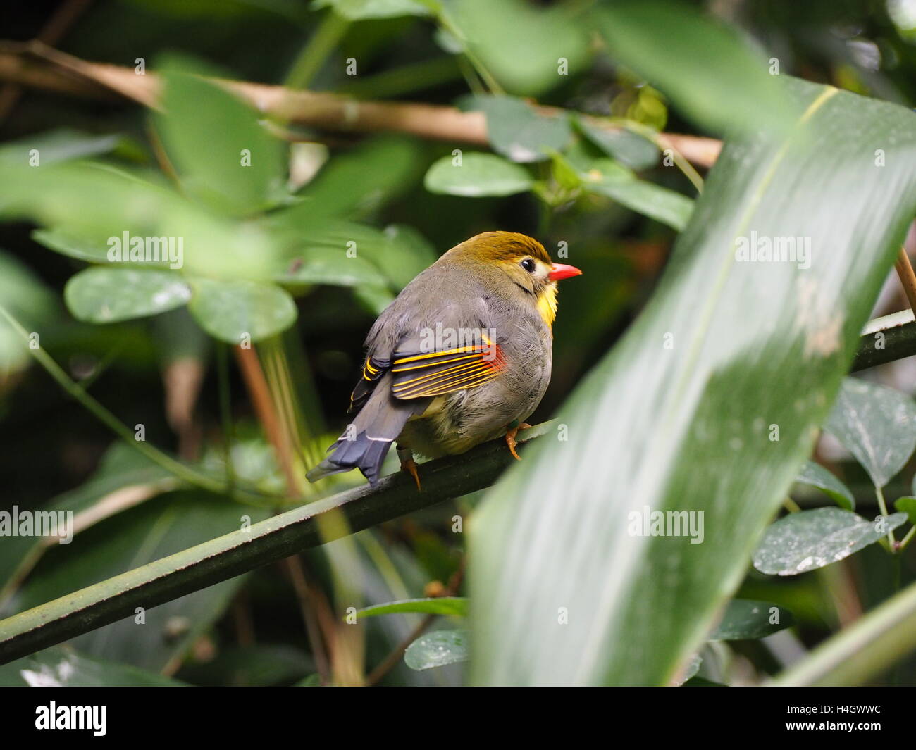 Chinese robin hi-res stock photography and images - Alamy