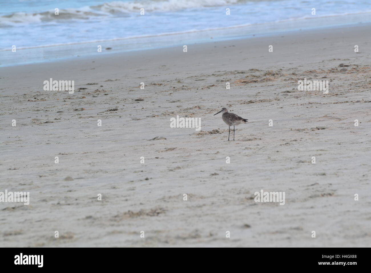 Bird in the sand Stock Photo - Alamy
