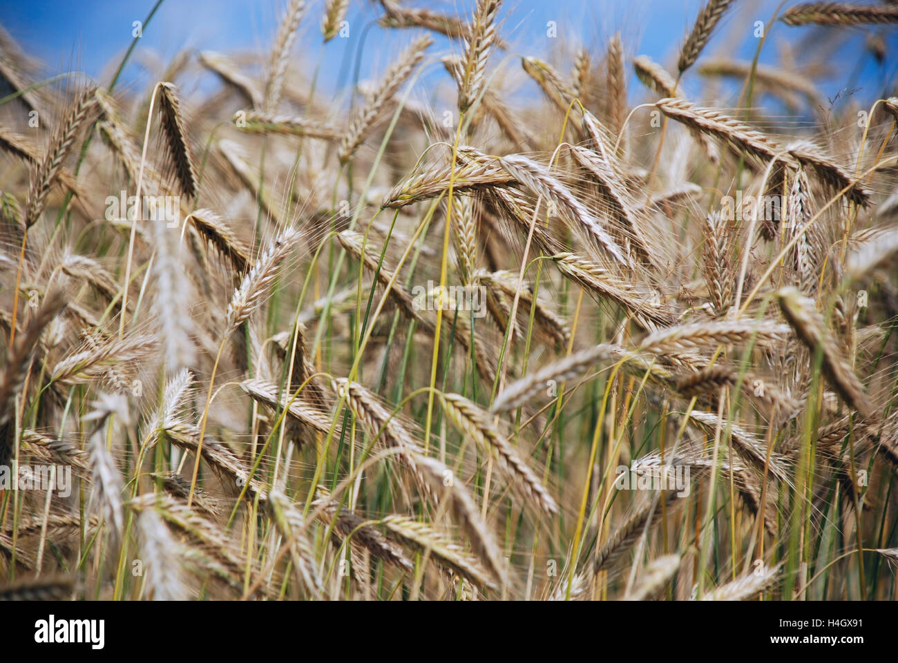 Wheat Husk High Resolution Stock Photography and Images - Alamy