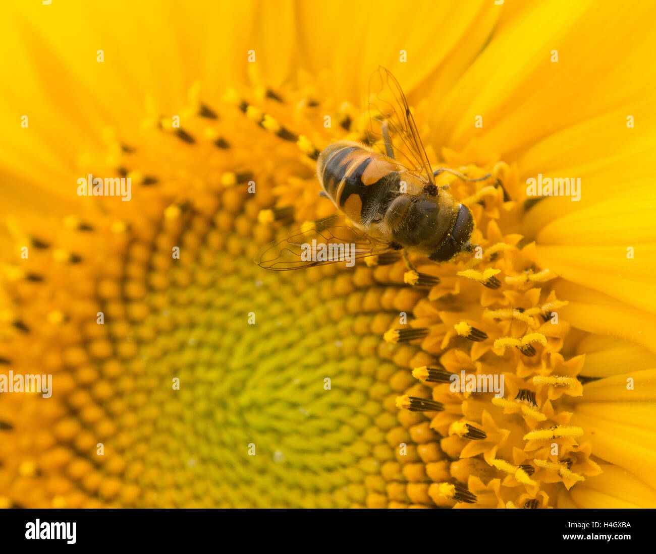 A bee on a sunflower collecting nectar Stock Photo - Alamy