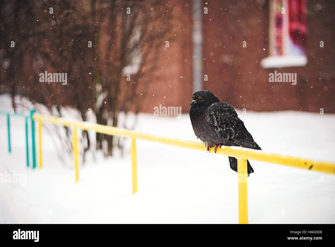 Cold pigeon in snow Stock Photo - Alamy