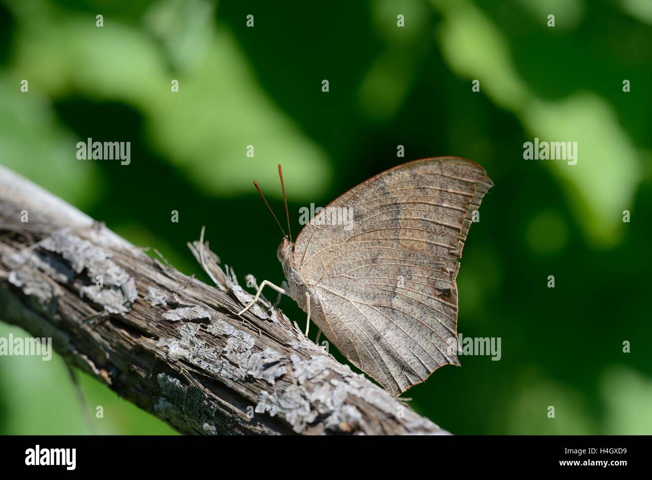 Goatweed Leafwing - Anaea andria Stock Photo - Alamy