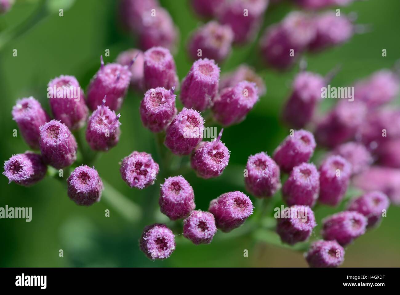 Purple fleabane hi-res stock photography and images - Alamy