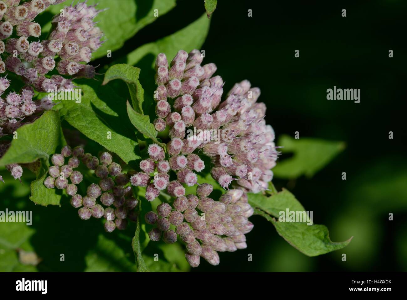 Marsh fleabane flower hi-res stock photography and images - Alamy