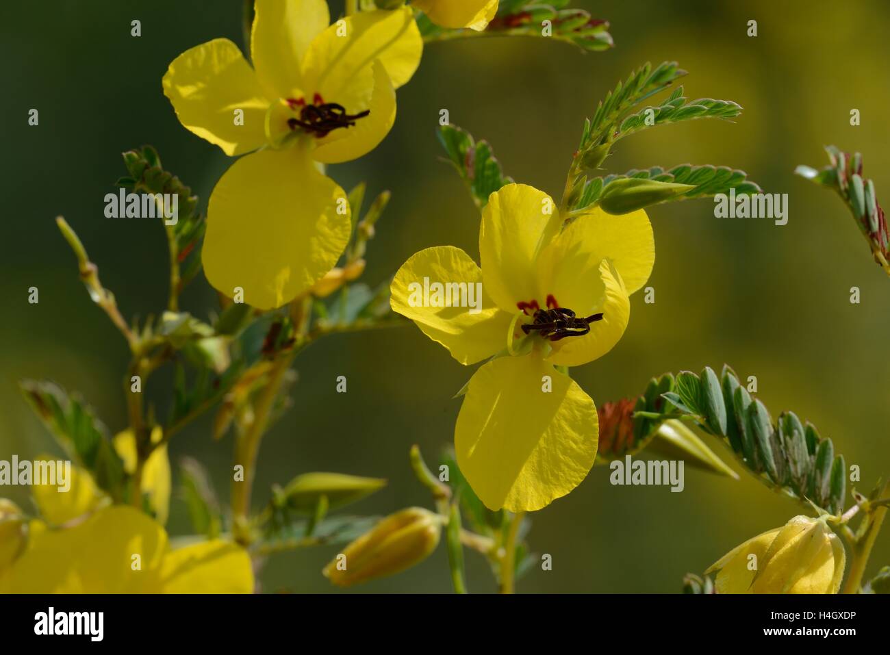 Partridge pea hi-res stock photography and images - Alamy