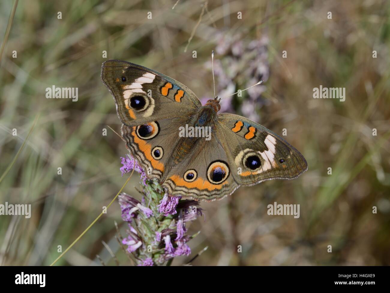 Common Buckeye butterfly Stock Photo - Alamy
