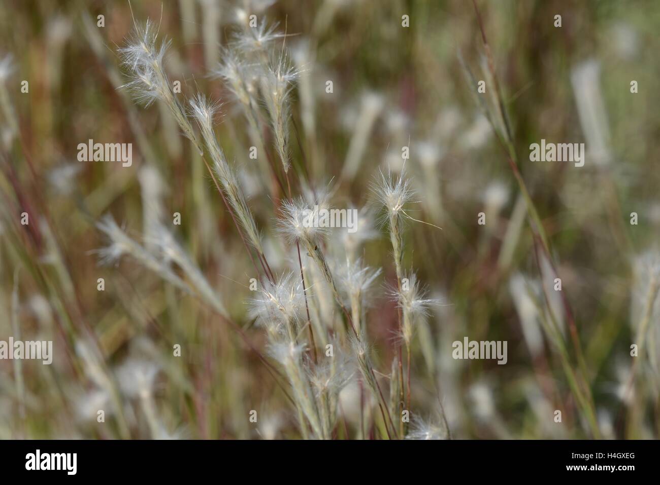 Bluestem hi-res stock photography and images - Alamy