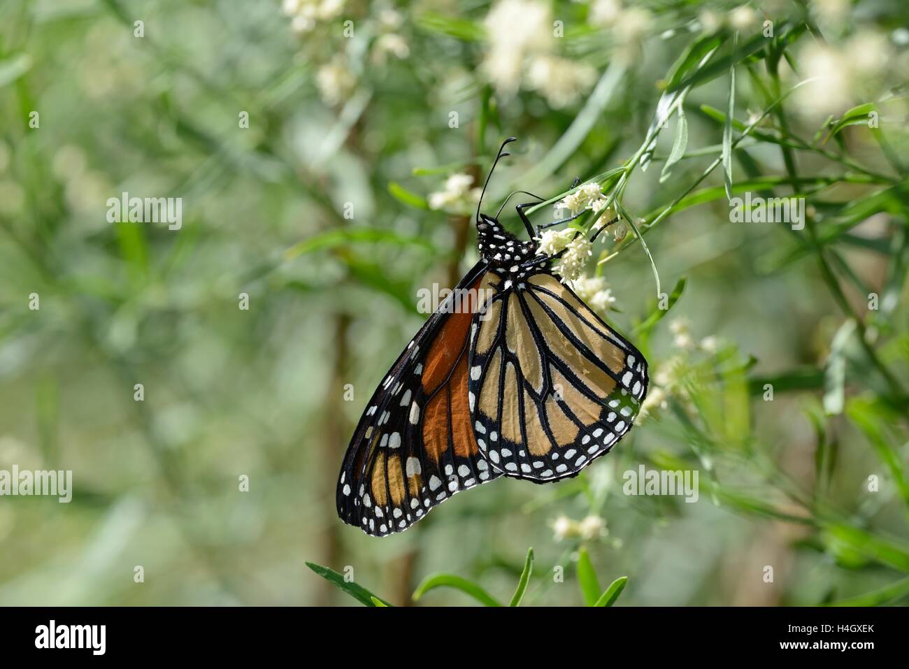 Perennial butterfly shrub hi-res stock photography and images - Alamy
