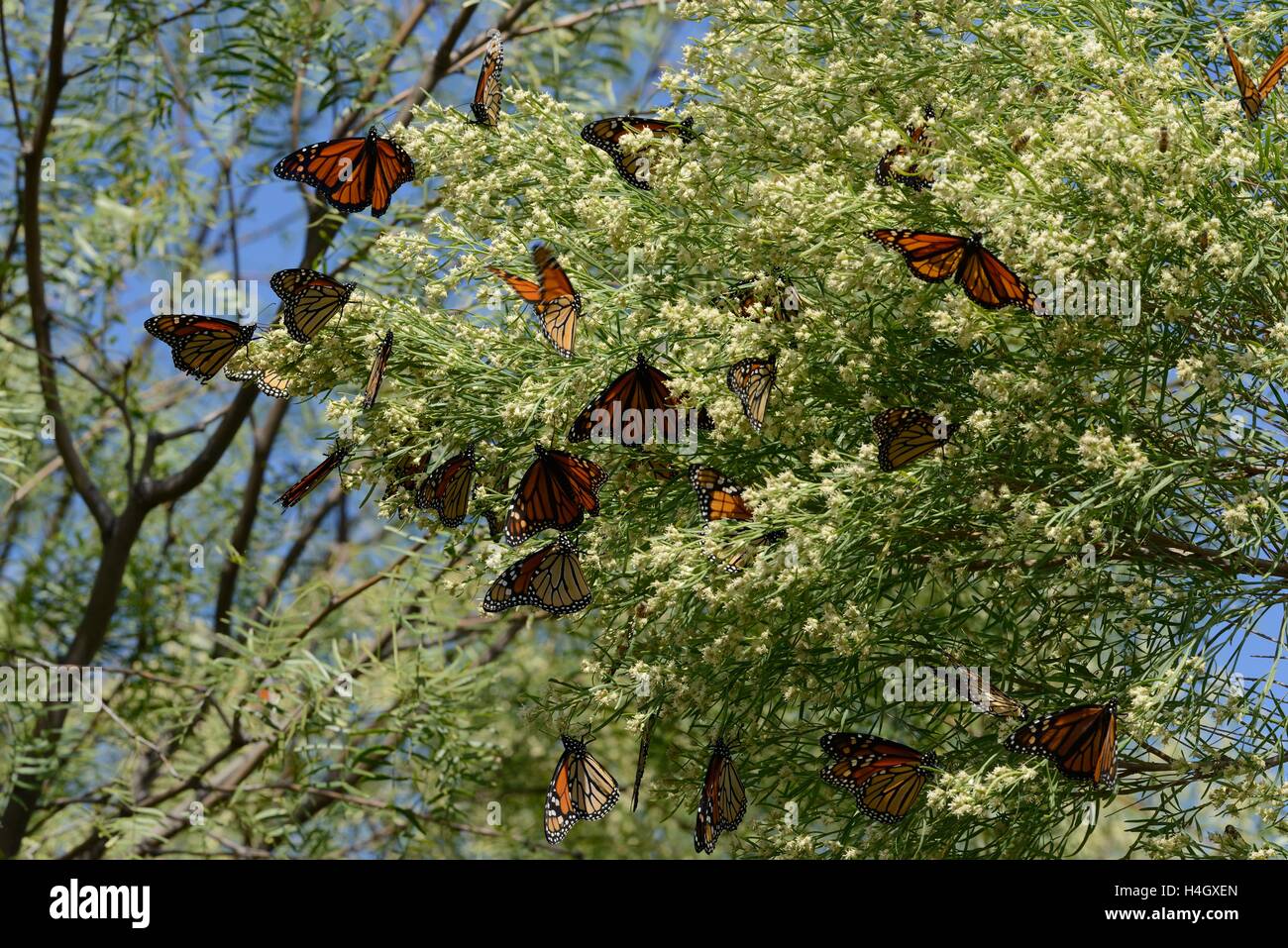 Monarch butterfly Migration Stock Photo - Alamy