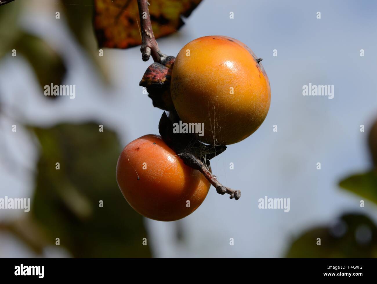 Wild persimmon hi-res stock photography and images - Alamy