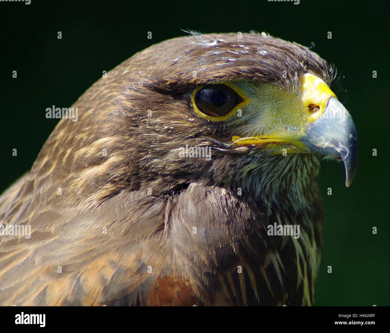 Harris hawk detail hi-res stock photography and images - Alamy