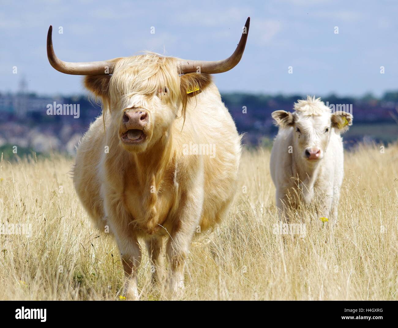 Beige cattle hi-res stock photography and images - Alamy