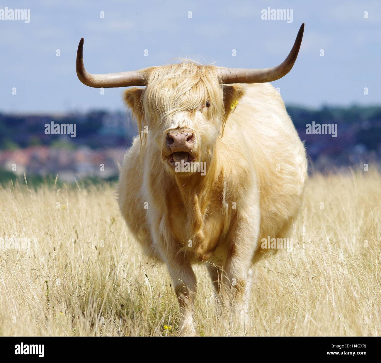 Beige cow with horns hi-res stock photography and images - Alamy